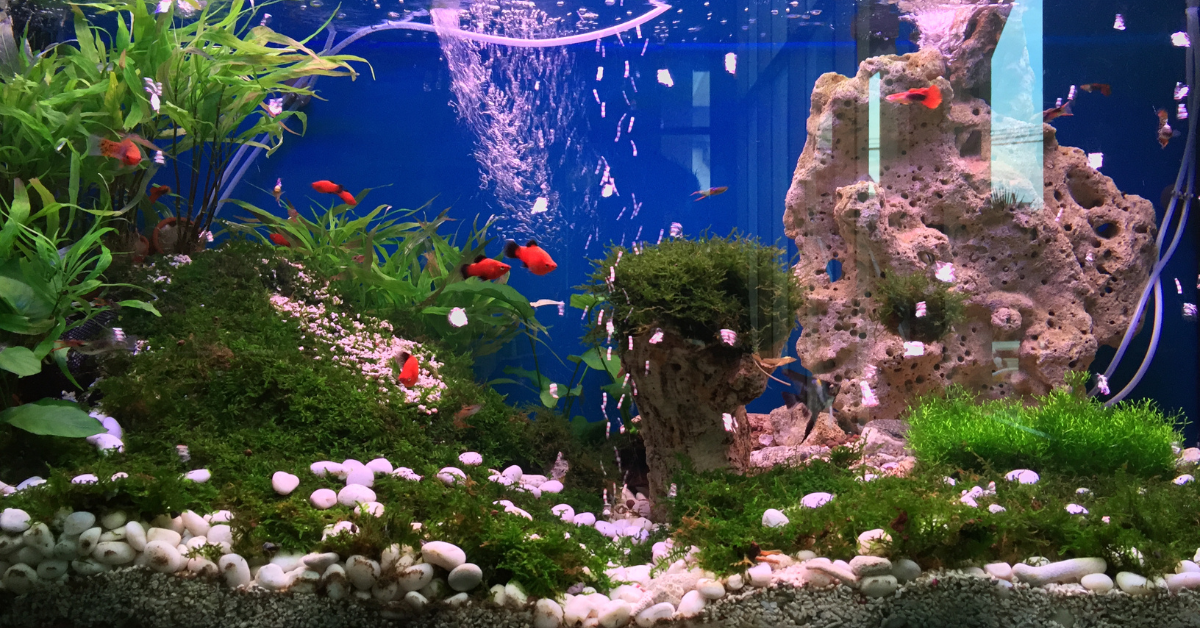 How to Safely Move a Fish Tank | Firehouse Movers